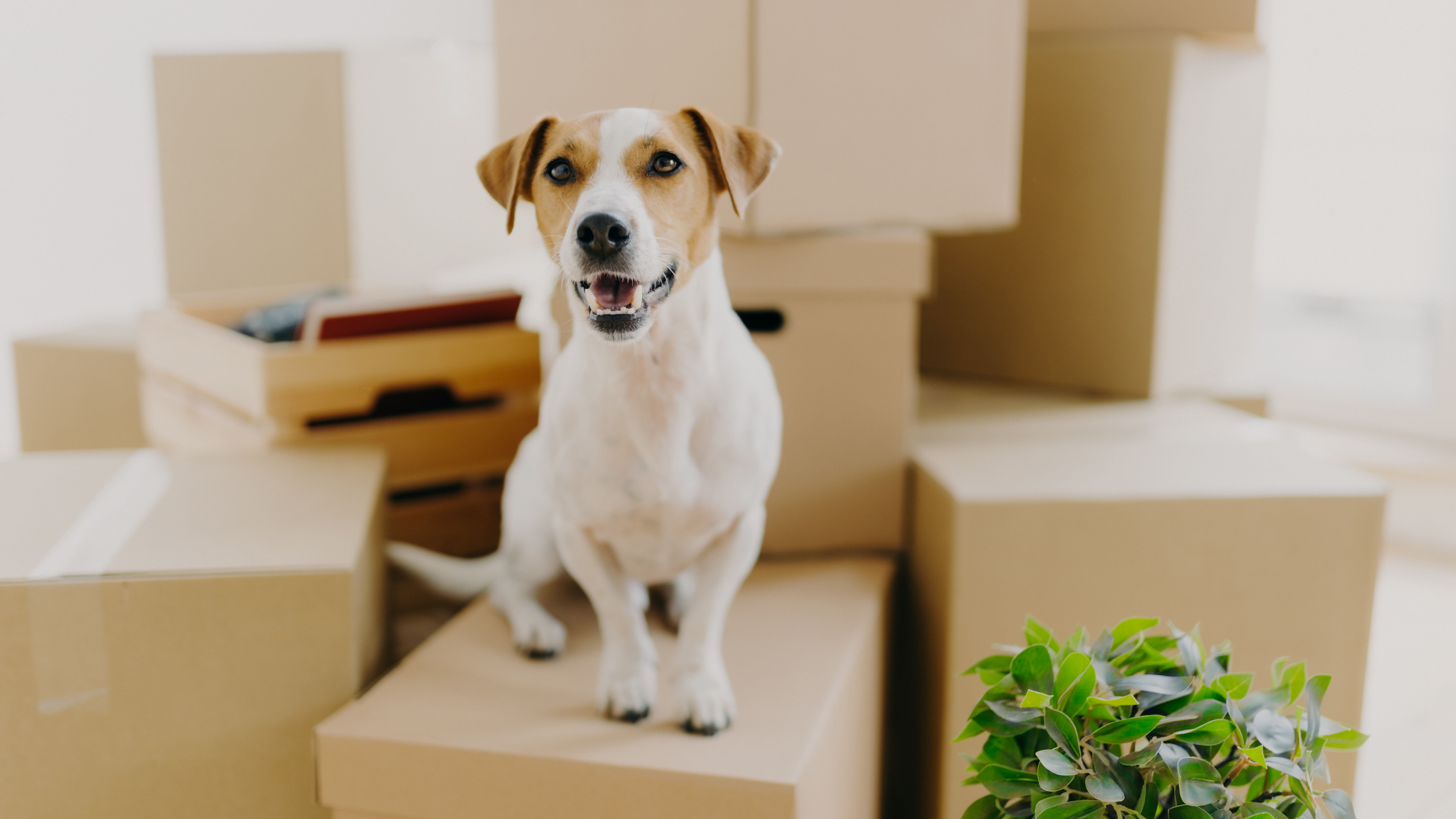 Instant Fetch Rollout Offers Relief During Holiday Package Surge - The ...