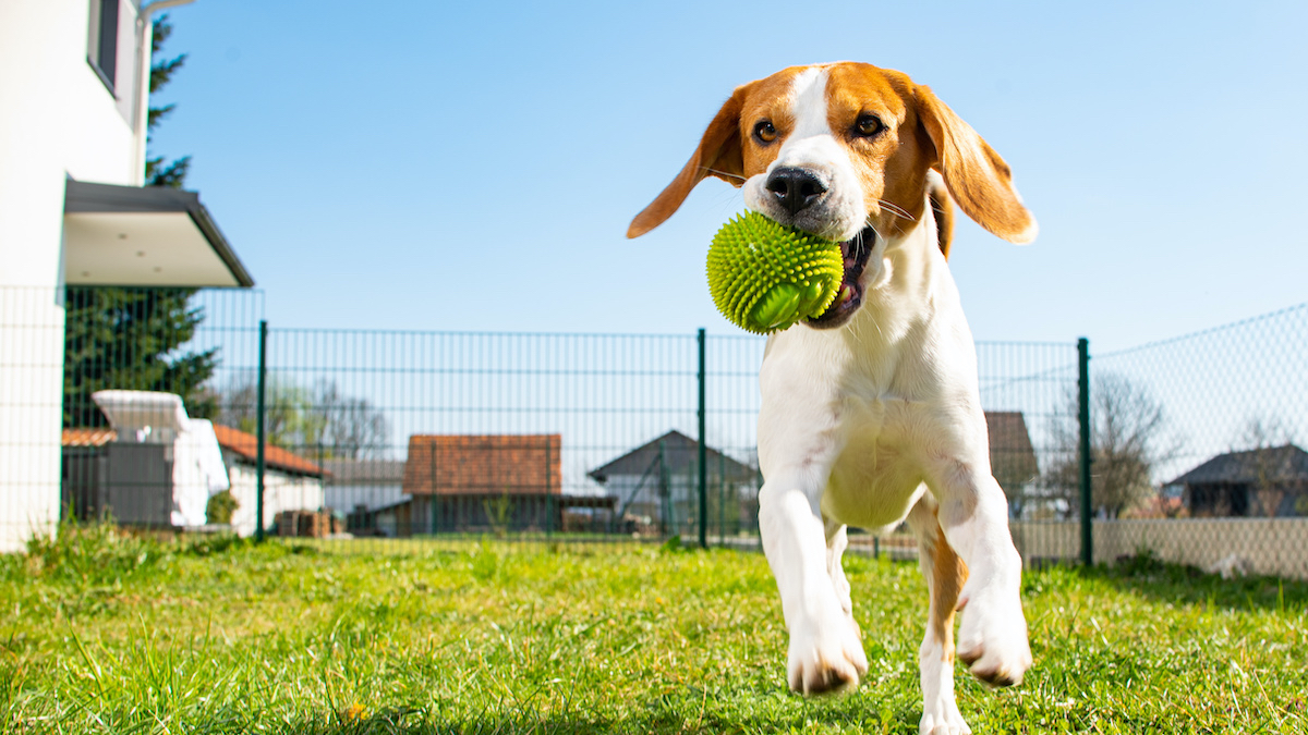 The Increasing Importance of Being Pet-Friendly - The Multifamily Journal